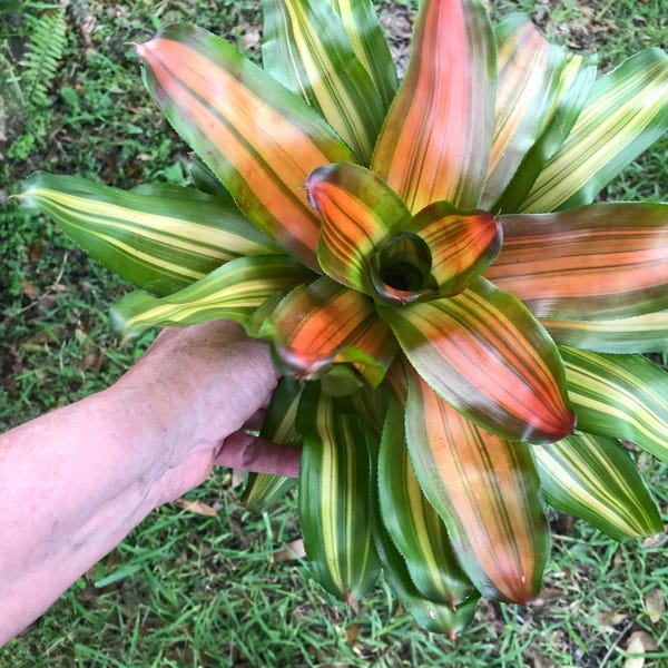 Bromeliad Neoregelia pink Magic - Etsy