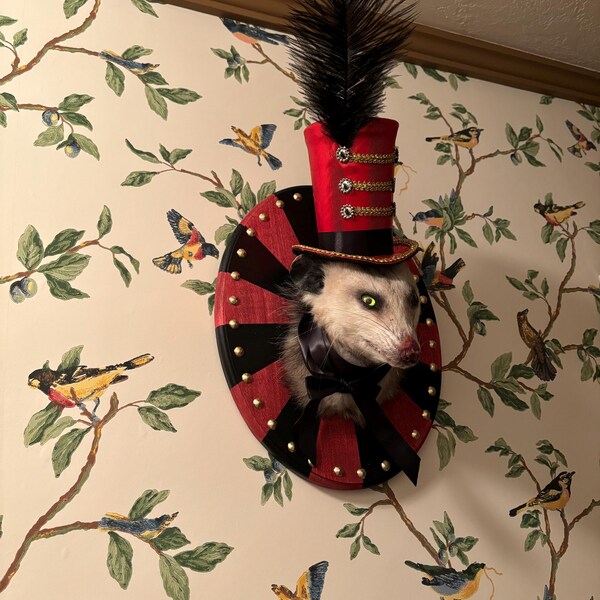 Pastel Pink Fancy Mouse Taxidermy Head Mount - Etsy