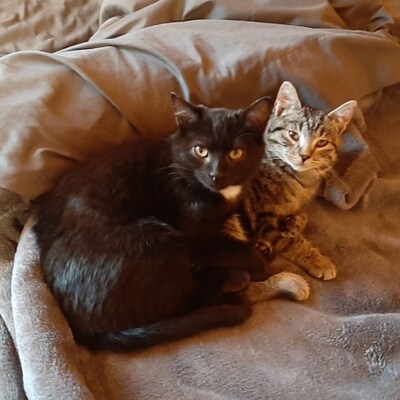 20 Ct Mini Matatabi Cat Chew Sticks All Natural Catnip Alternative ...