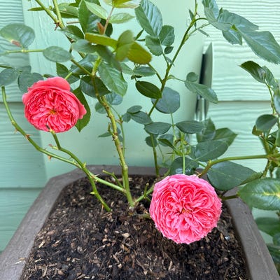 Rare New Rose. Red Juicy Terrazza. 红果汁flower Machine. Continue Blooming ...