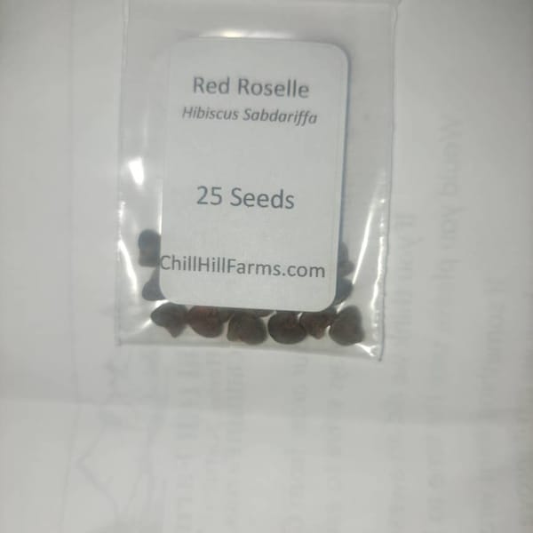 Shiny Blueberry | 25 Seeds | Vaccinium Myrsinites | Organic & Non-gmo ...