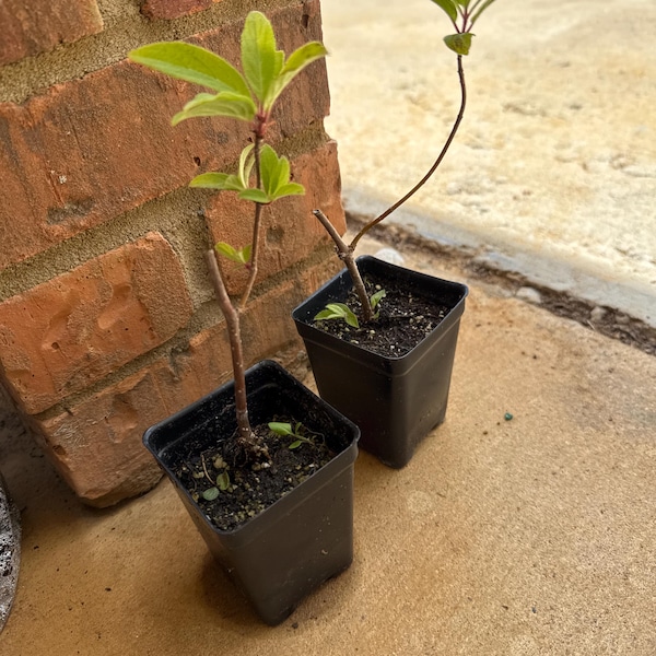 Blushing Lilac Cuttings 'krasavitsa Moskvy' Live Plant Cutting No Roots ...