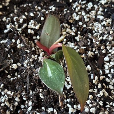 Philodendron El Choco Red Starter Plant ALL STARTER PLANTS Require You ...