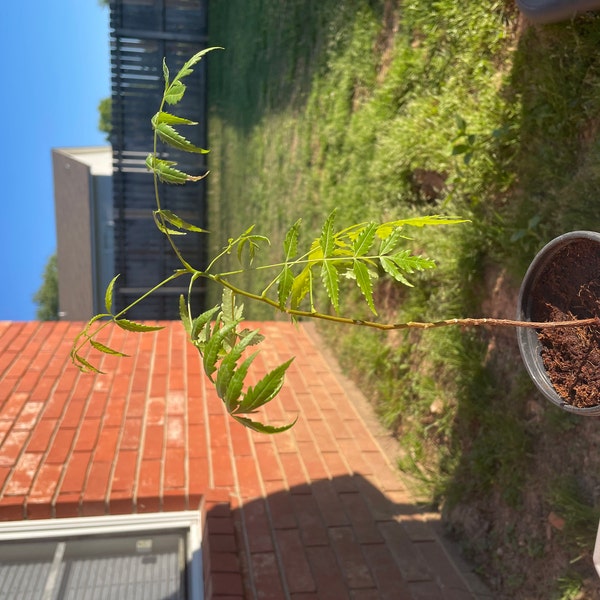 NEEM TREE (MEDIUM)- (azadirachta Indica) - Village Pharmacy. (13"-18 ...