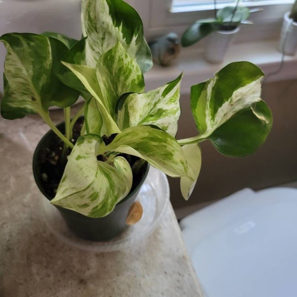 Manjula Pothos Plant - 4 Inch Nursery Pot - Live Plant - Optional ...