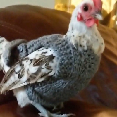 Knit Chicken Sweaters medium Weight Hen Clothing Poultry Accessories ...