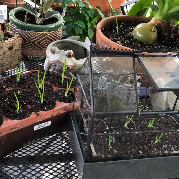 Mountain Princess Tomato Seeds Red Tomatoes, Heirloom Tomatoes, Organic ...