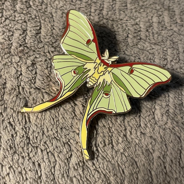 Scissor Grinder Cicada - Neotibicen Pruinosus - Educational Insect ...