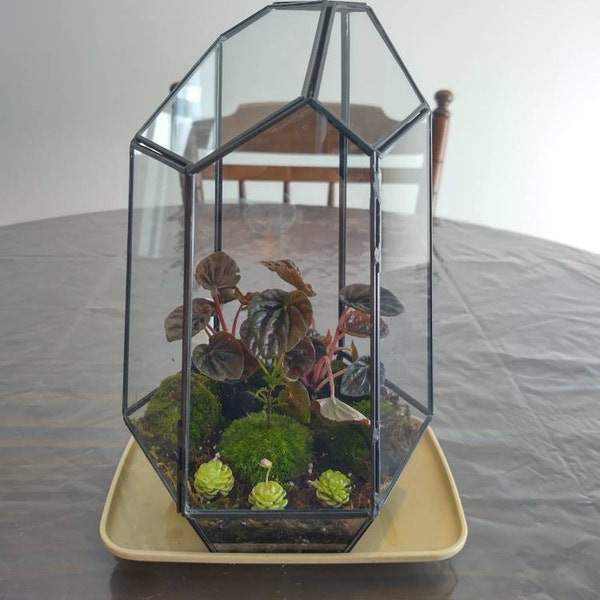Bioactive Terrarium Kit With Live Moss With Terrarium Container ...