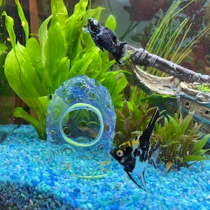 Swiss Dome Fish Tank Functional Art - Etsy