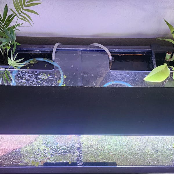10 Gallon Aquarium Lid Reversible for Hang on Back Filters Clear ...