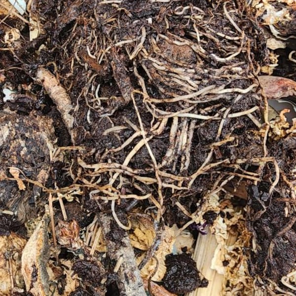 10 Lady Ferns Bare Root Athyrium Filix-femina Woodland Perennial Plant ...