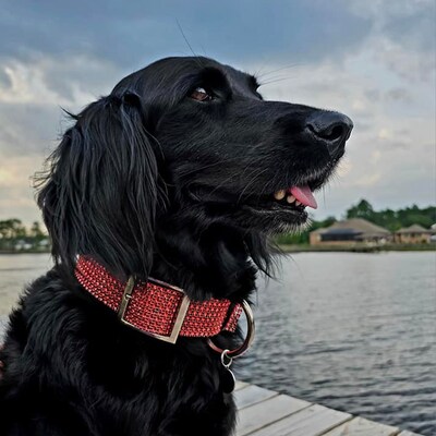 Canine Cancer Survivor Ribbon Dog Collar-canine Cancer - Etsy