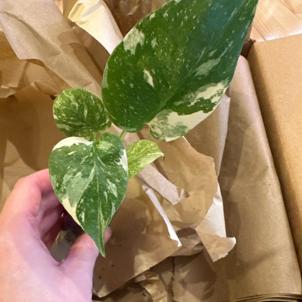 Monstera Legacy Starter Plant (ALL STARTER PLANTS Require You to ...