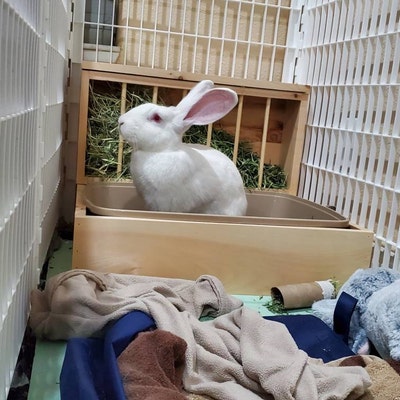 Large Hop Box: Rabbit Bunny Hay Feeder and Litter Pan Combo, Sifting ...