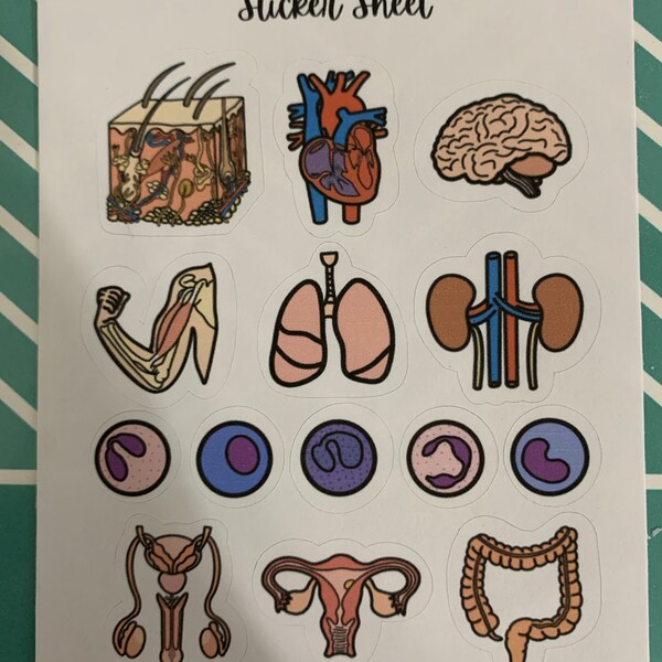 Human Anatomy Digital Stickers for Student Labeling and Notetaking ...