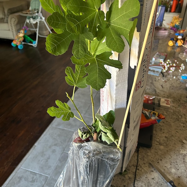 Fig Trees for Sale, Multiple Varieties Available. Well Rooted in Deep 4 ...