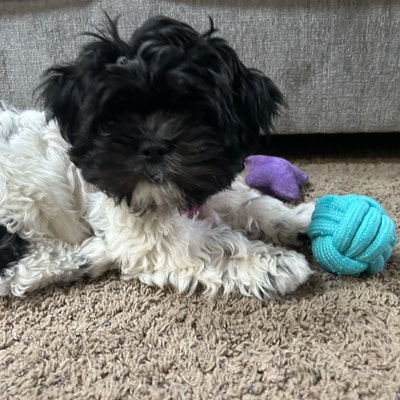 Black Spider Dog Rope Toy, Handmade Sustainable Dog Rope Toys, Toys for ...