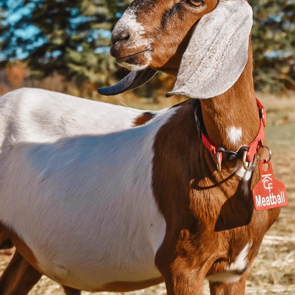 Goat Collar ID Tags - Etsy