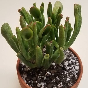 Crassula Ovata-gollum Jade Succulent, ogre Ears, shrek Plant, Ets ...