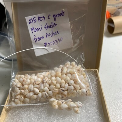 8 1/4 Momi Pikake Style Shell Bracelet and Earrings Set 521 - Etsy