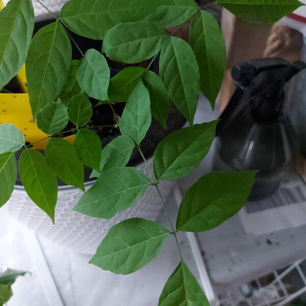 From Japan VERY RARE: 'hararasp' (raspberry Tree) Raspberries Growing ...