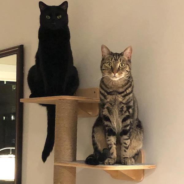 Set of Cat Wall Furniture.corner Cat Bed, Cat Wall Steps, Sisal Cat ...
