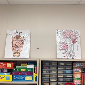 SLP Rainbow Scope of Practice Poster Speech-language Pathology Speechie ...