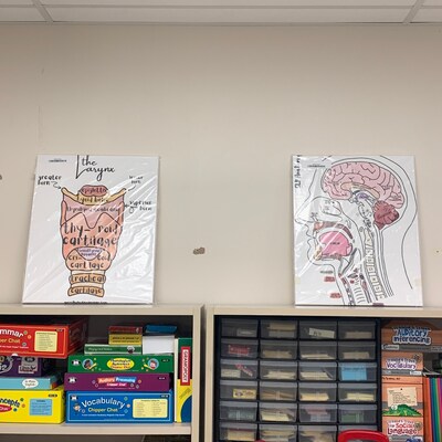 Anatomy & Physiology SLP Labeled Posters Set of 3 Speechie Educational ...
