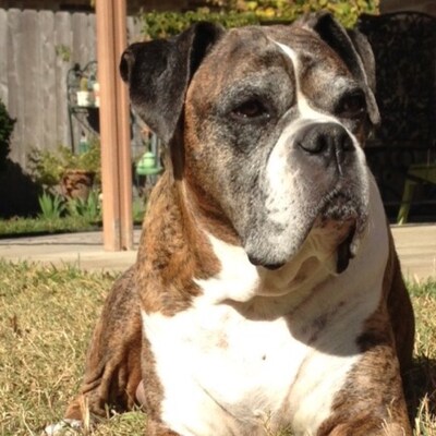 Boxer Dog Statue, Concrete Statues, Boxer Statue, Boxer Memorial, Pet ...