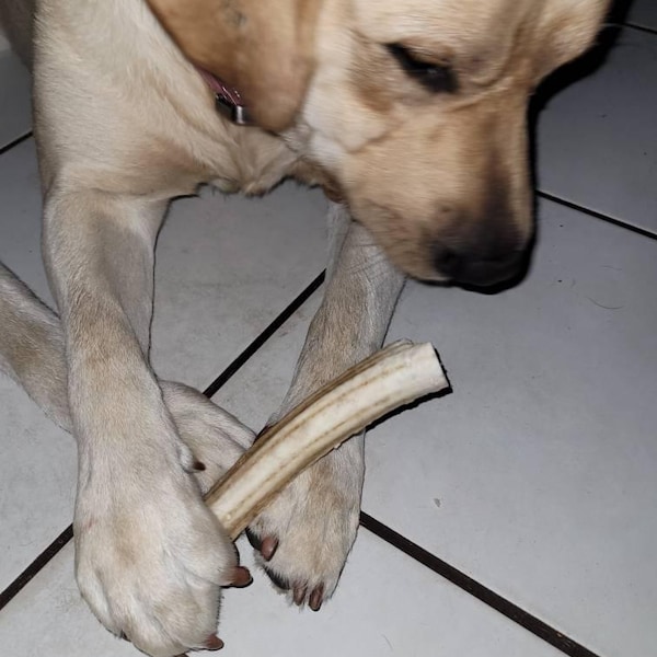 Forked Deer Antler Crafting Tips - (choose Size + Quantity ) - A Grade ...
