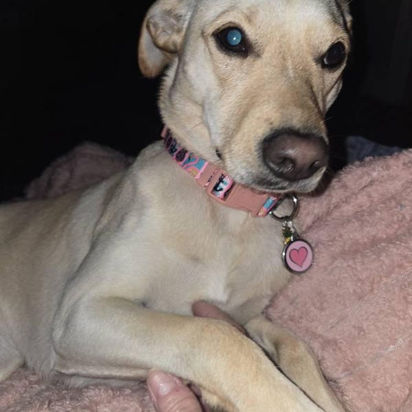 AGILITY Collar the Pinks - Etsy