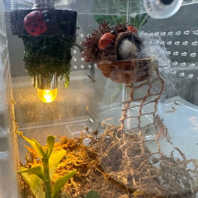 Jumping Spider Sign Post Spooder Lives Here, Spider Hideout Accessories ...