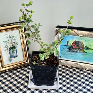 Silene Capensis Silene Undulata Xhosa African Dream Root LIVE - Etsy