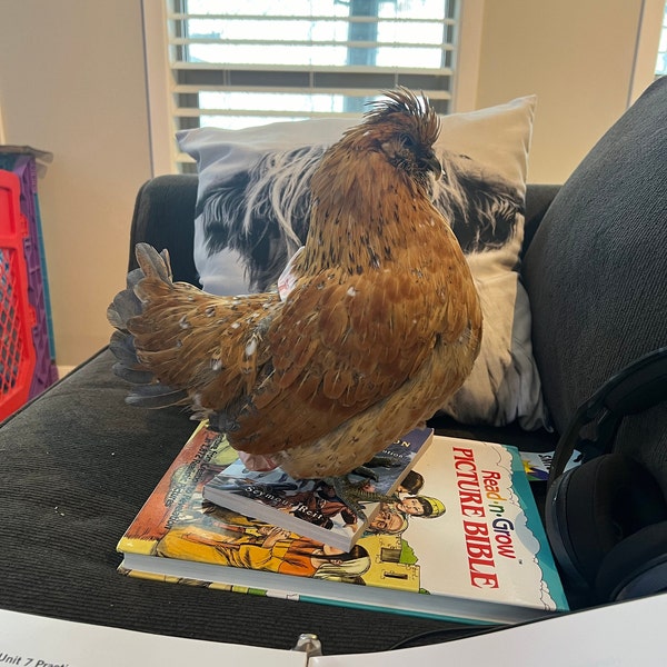 Chicken Harness Early Bird - Etsy