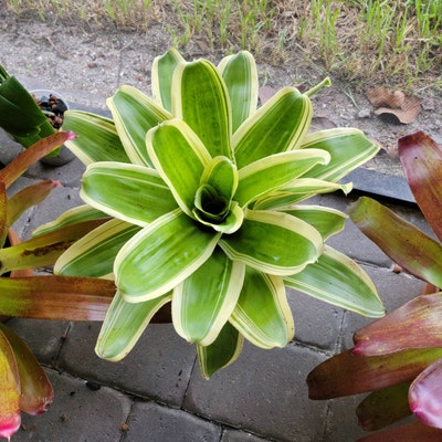 Bromeliad Neoregelia 'supernova' - Etsy