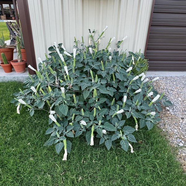 Sycamore Tree Sapling, Sycamore Tree, Sycamore Plant, Live Plant ...