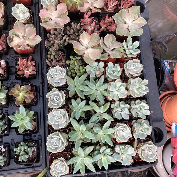 12 Succulents-sets - Etsy Canada