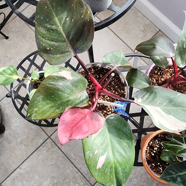 Alocasia Pink Princess Starter Plant ALL STARTER PLANTS Require You to ...