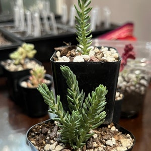 Sedum 'blue Spruce' / Stonecrop / Ground Cover / Container Filler ...