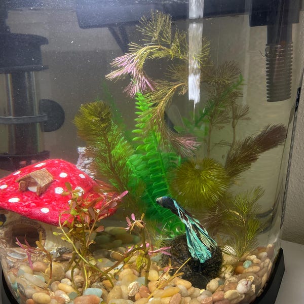 BUY 2 GET 1 FREE Green Cabomba (cabomba Caroliniana)-easy Live Aquarium ...