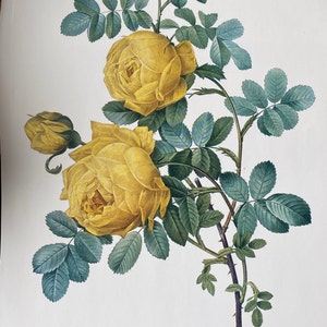 Antique Ohio Rose Quilt Pattern/ Applique Block Pattern Quilt | Etsy