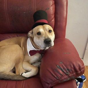 Dog Top Hat Wedding Top Hat Dogs Party Dog Hat Pet Hat Dog - Etsy