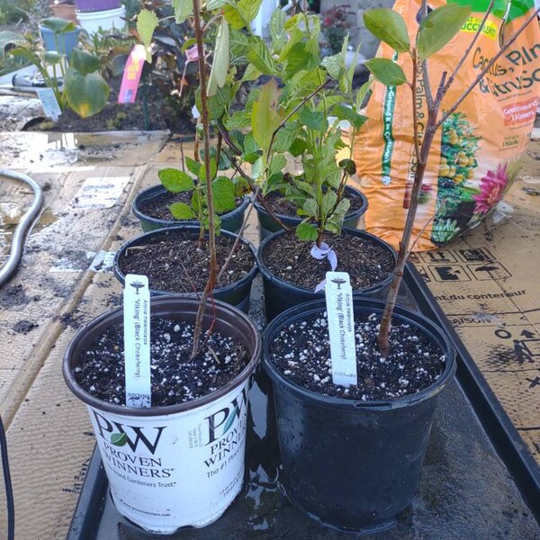 5 Surecrop June Bearing Live Strawberry Roots. Zones 5-8. - Etsy