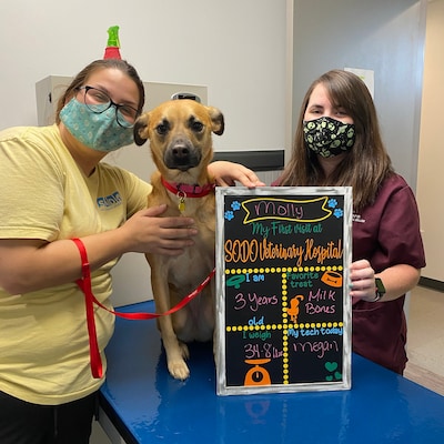 Veterinary First Visit Chalkboard Vet Visit Chalkboard Pets First Visit ...