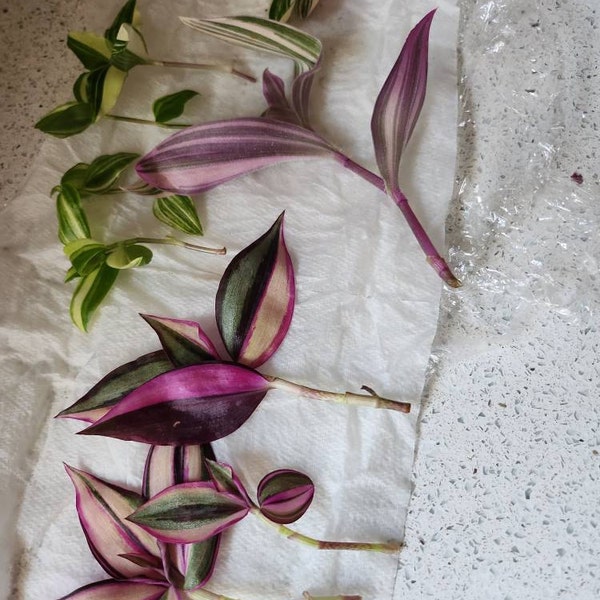 1x Rare Cutting Sillamontana Variegata Tradescantia - Etsy UK