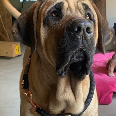 Dog Collar and Leash Made of PPM Rope - Etsy