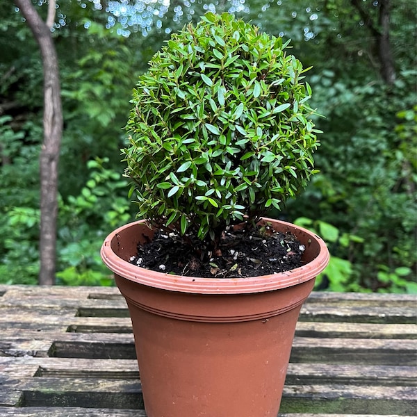 Scented Geranium Topiary Braid or Twist in a 6" Pot - Etsy