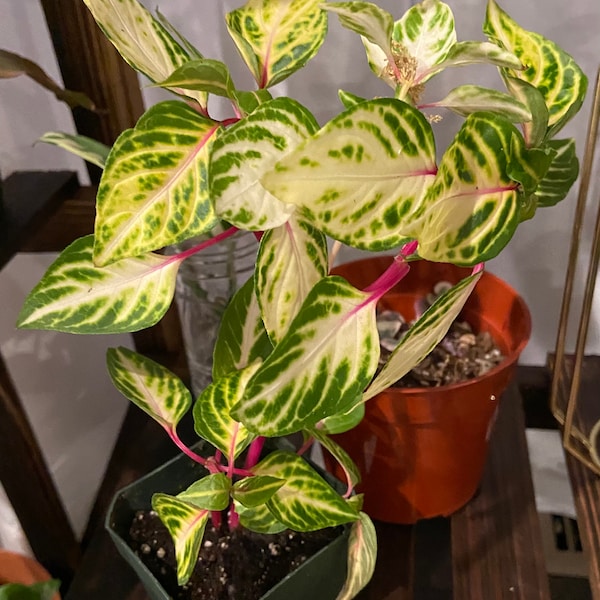 Yellow Painted Bloodleaf Live Plant - Etsy