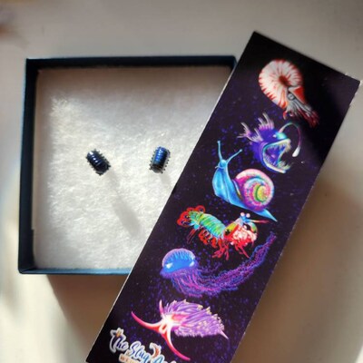 Berghia Coerulescens, the Anemone Sea Slug, Glow in the Dark Nudibranch ...